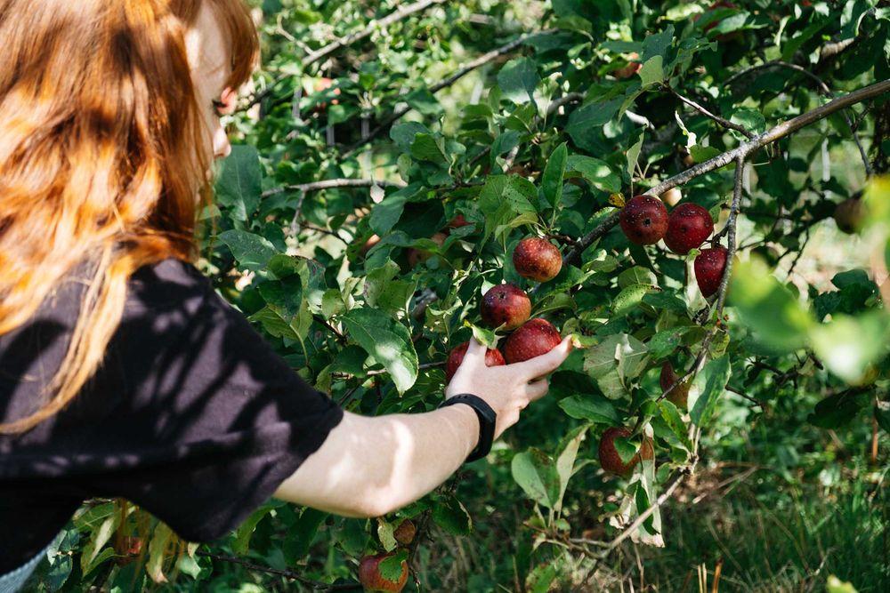 Plant propagation in four easy steps | Canopy & Stars