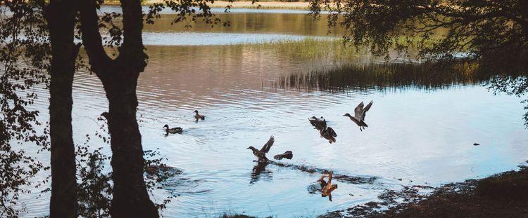 Our favourite nature live streams | Canopy & Stars