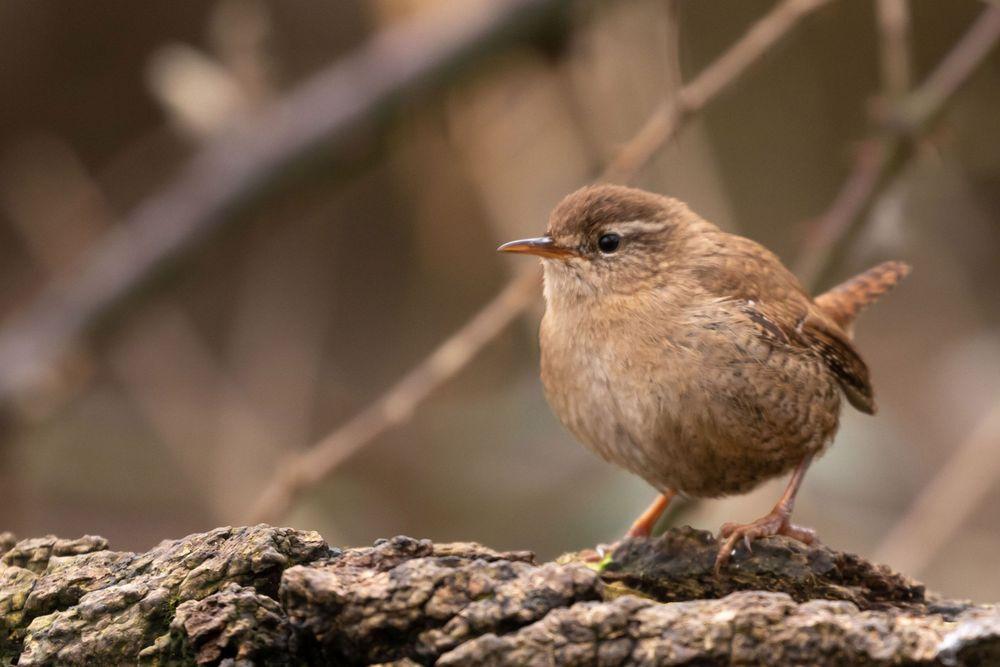 Name that tune | Canopy & Stars