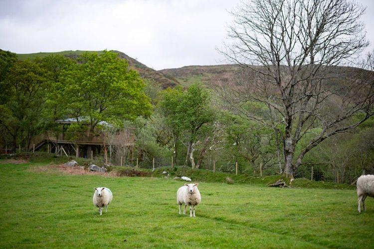 Experience wild Welsh beauty from a treehouse | Canopy & Stars