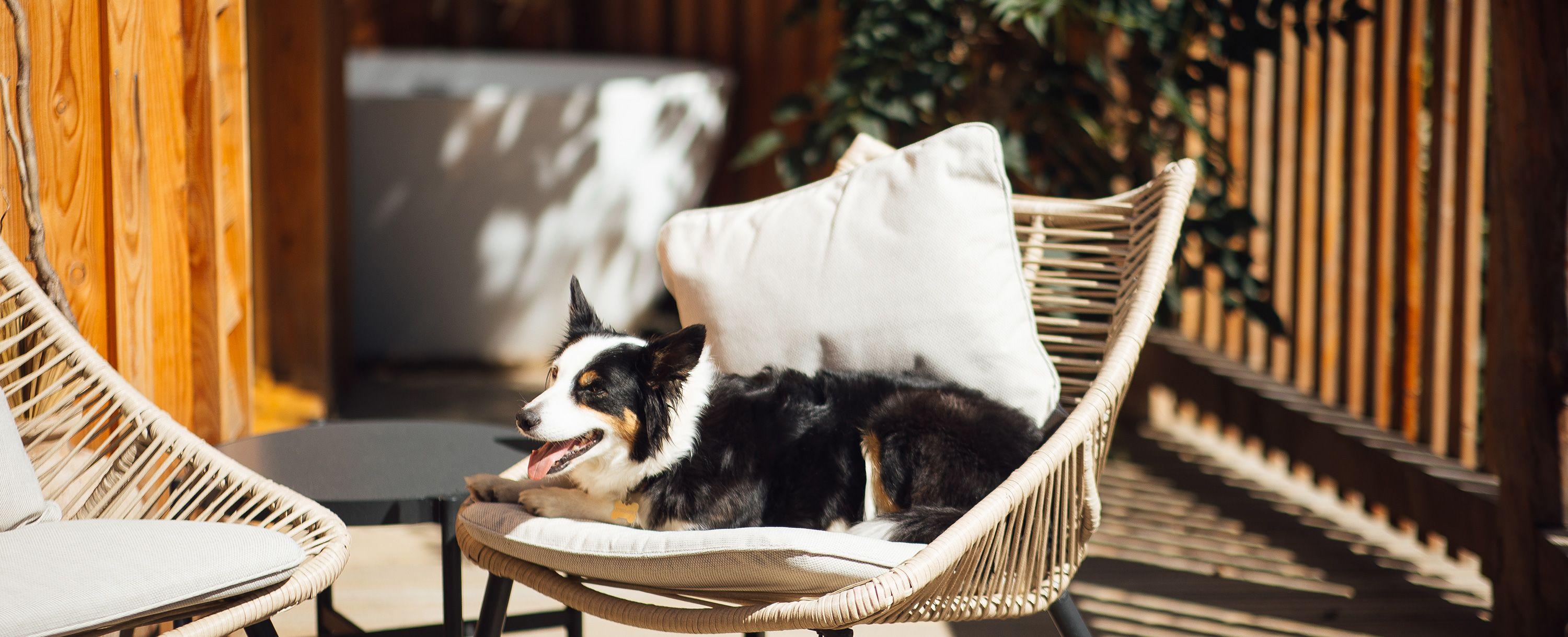 Dog-friendly treehouse holidays | Canopy & Stars