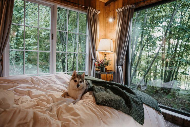 Dog-friendly treehouse holidays | Canopy & Stars