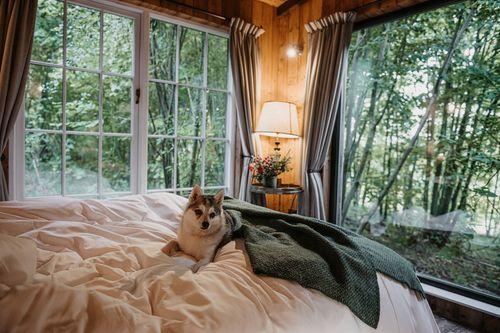 Dog-friendly treehouse holidays | Canopy & Stars