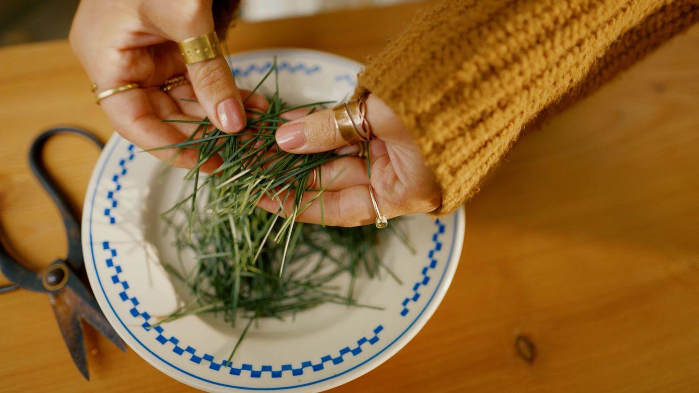 Foraged by Fern: Pine needle gummies | Canopy & Stars