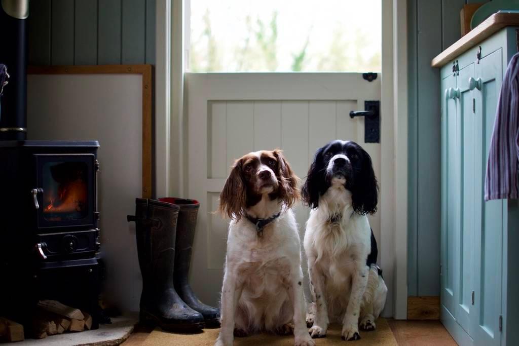 Dog-friendly glamping in Dorset | Canopy & Stars