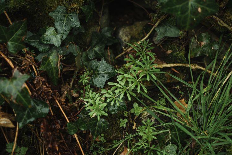 The sticky weed that makes a great spring cocktail | Canopy & Stars