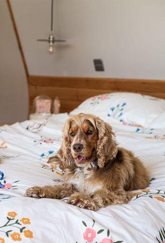 Dog-friendly treehouse holidays | Canopy & Stars