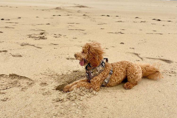 Our favourite dog-friendly beaches in Cornwall | Canopy & Stars