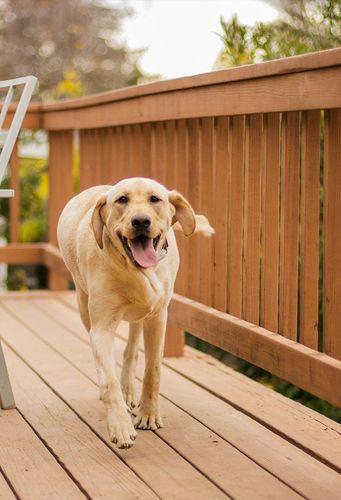 Dog-friendly treehouse holidays | Canopy & Stars