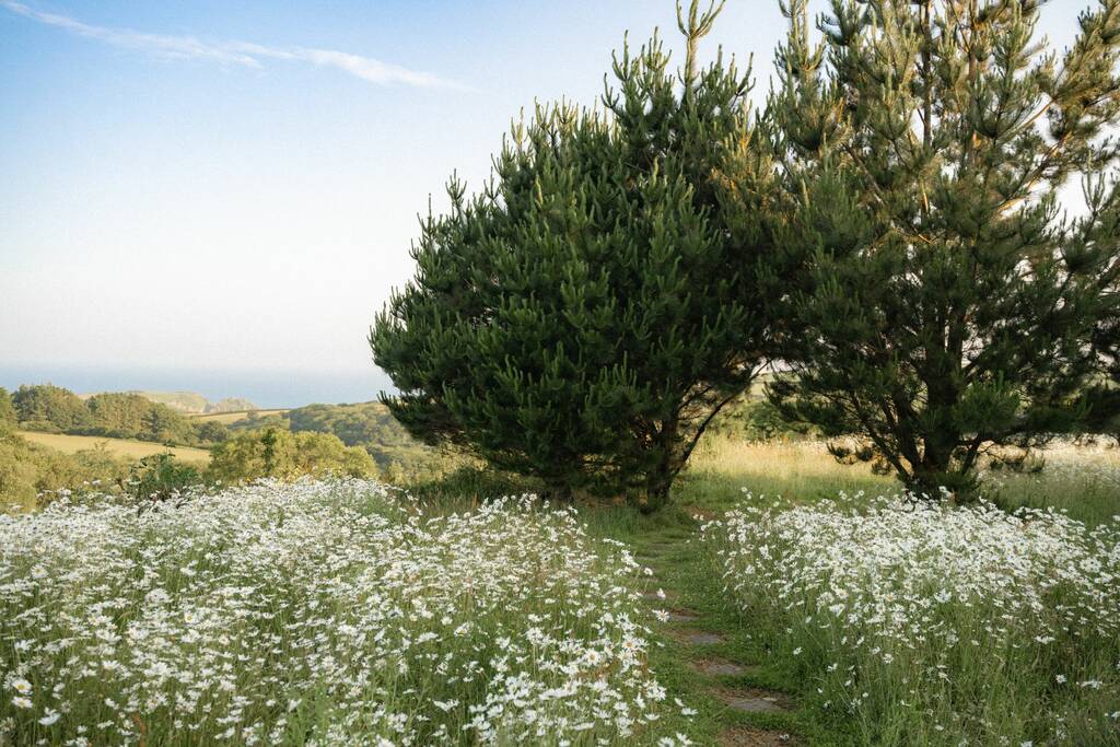 Trebus | Bus in Cornwall | Canopy & Stars