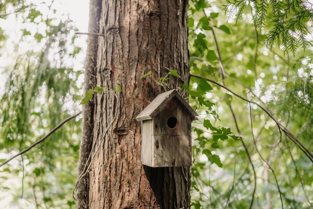 The Bird Box | Cabin in Devon | Canopy & Stars