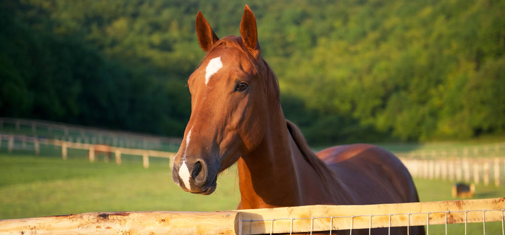 Trappers | Cabin in Dorset | Canopy & Stars