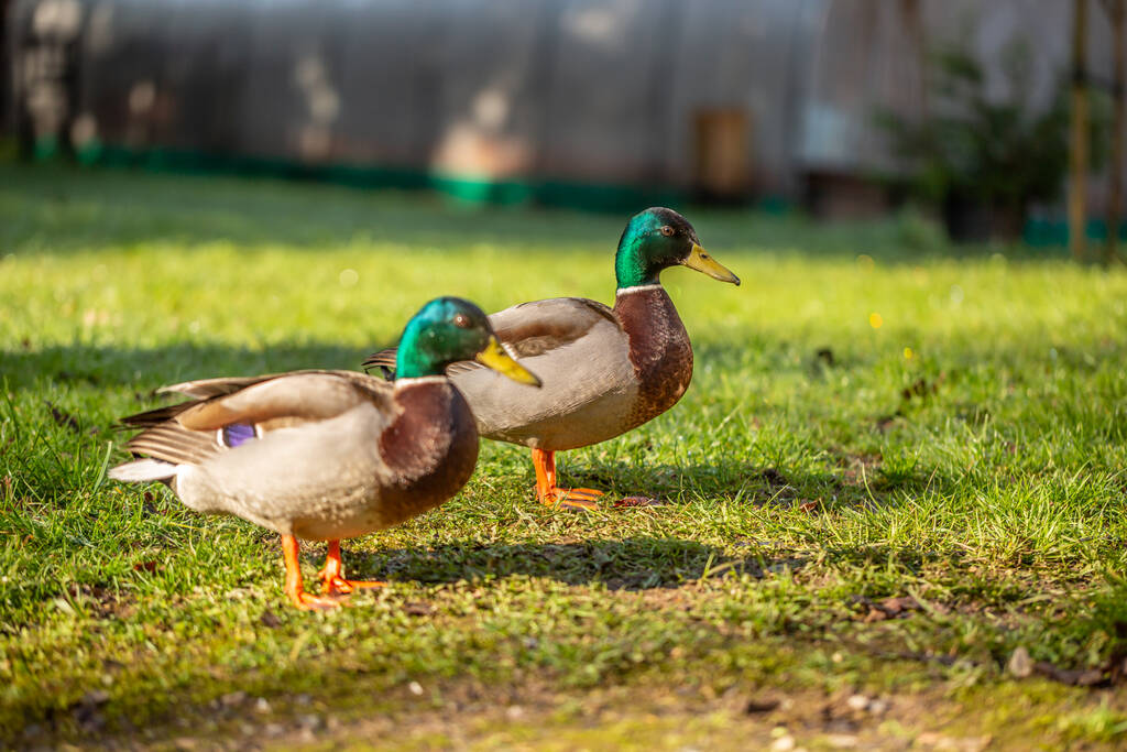 Squirrel's Nest Treehouse | Treehouse in Forest of Dean ...