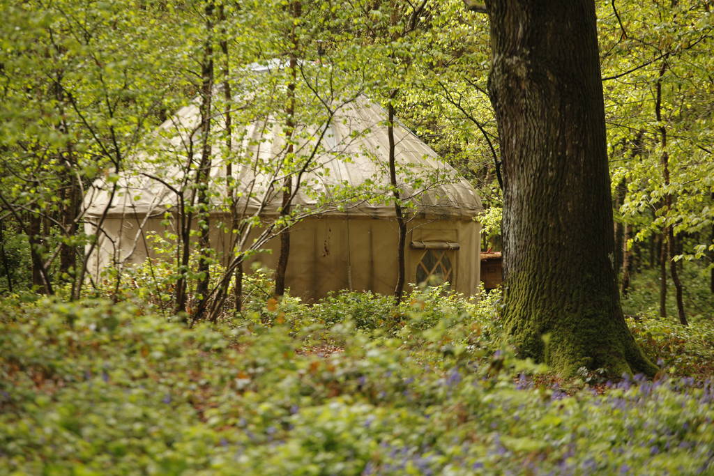 Birch | Yurt in Hampshire | Canopy & Stars