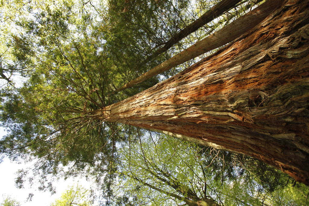 Redwood | Yurt in Hampshire | Canopy & Stars