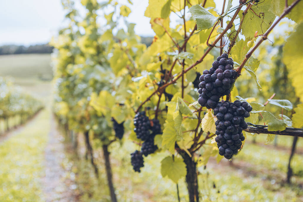The Poppy Treehouse | Treehouse in Hampshire | Canopy & Stars