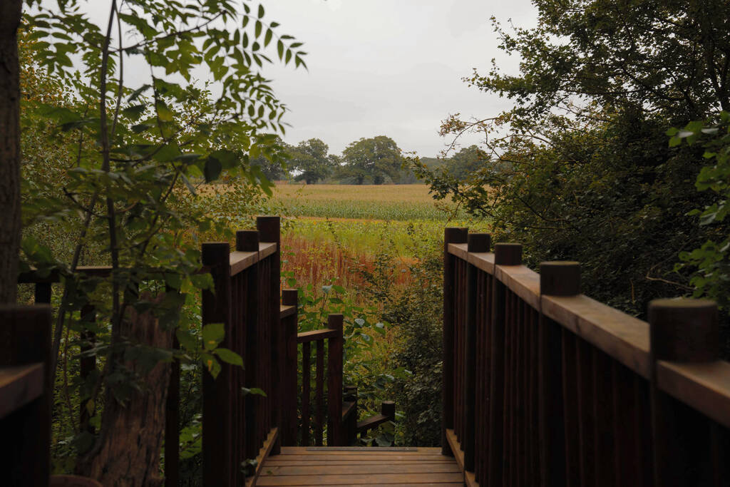 Panford Beck Treehouse | Treehouse in Norfolk | Canopy & Stars