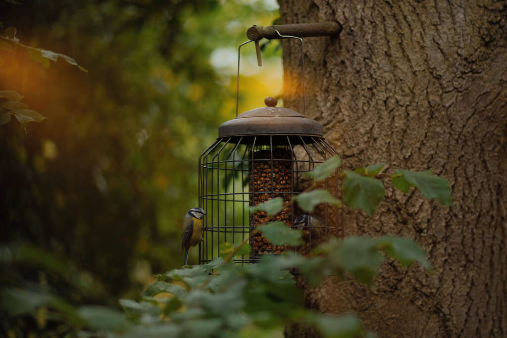 Panford Beck Treehouse | Treehouse in Norfolk | Canopy & Stars