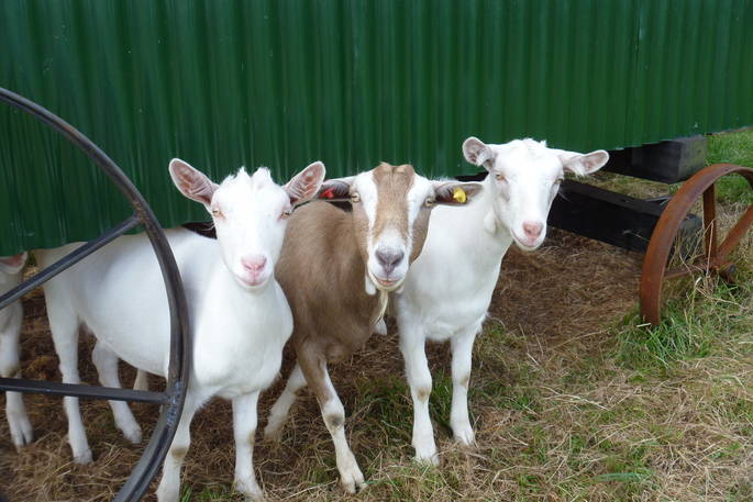 Crook's View | Shepherd's hut in Somerset | Canopy & Stars
