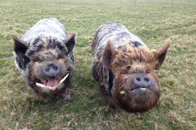Crook's View | Shepherd's hut in Somerset | Canopy & Stars