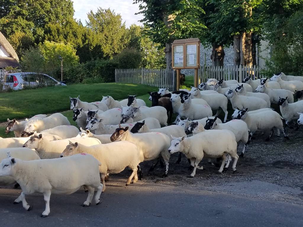 Maroon Fairground Wagon | Wagon in Suffolk | Canopy & Stars