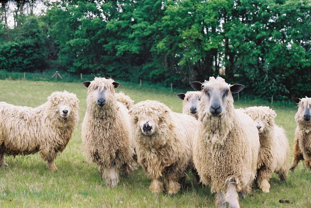 Maroon Fairground Wagon | Wagon in Suffolk | Canopy & Stars