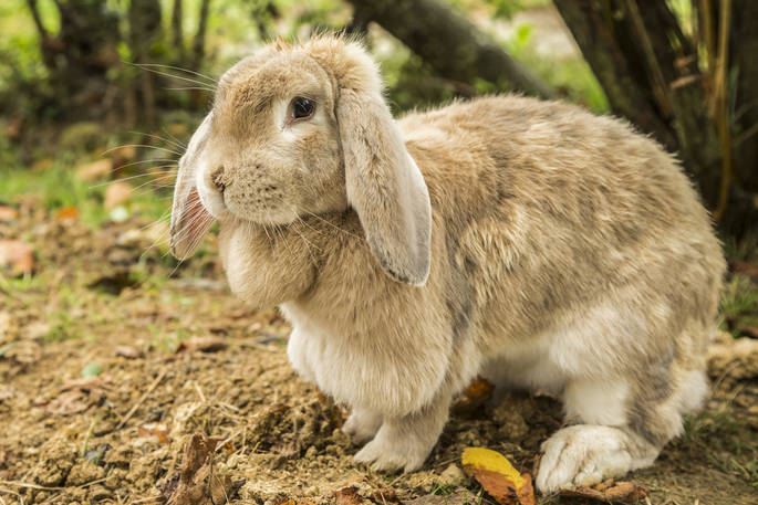 Wood Cabin | Cabin in Sussex | Canopy & Stars