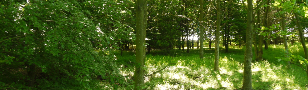 Uppergate Farm | Yorkshire | Canopy & Stars