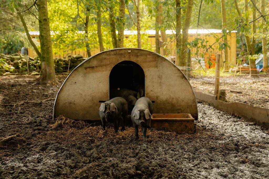 Rowan Yurt | Yurt in Yorkshire | Canopy & Stars