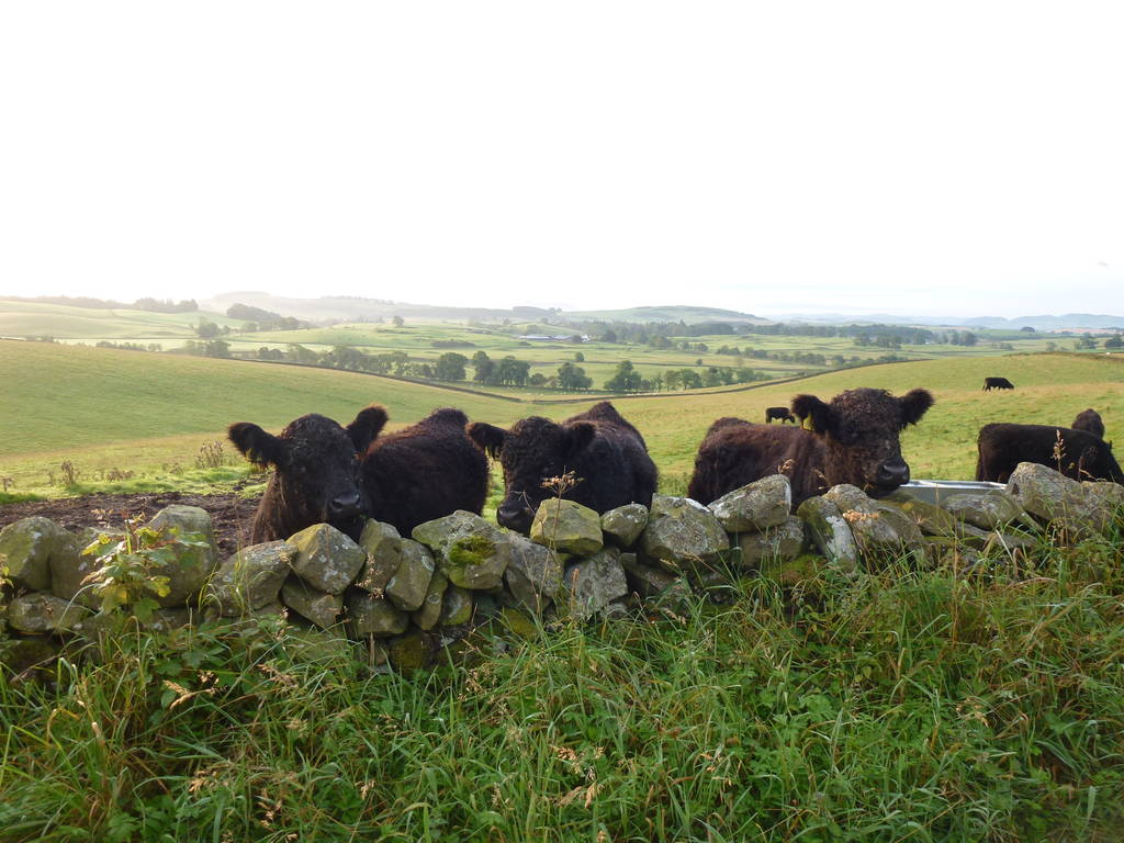 Brockloch Treehouse | Treehouse in Dumfries & Galloway | Canopy & Stars