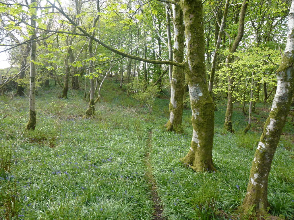Brockloch Treehouse | Treehouse in Dumfries & Galloway | Canopy & Stars