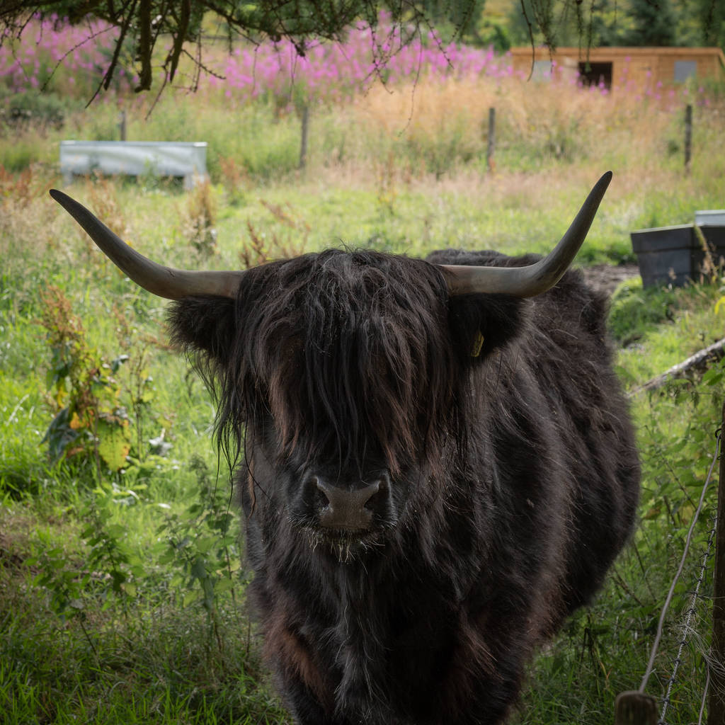 Juniper | Horsebox in Perth & Kinross | Canopy & Stars