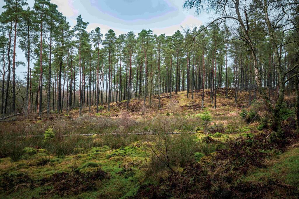 Brock | Cabin in Stirling | Canopy & Stars