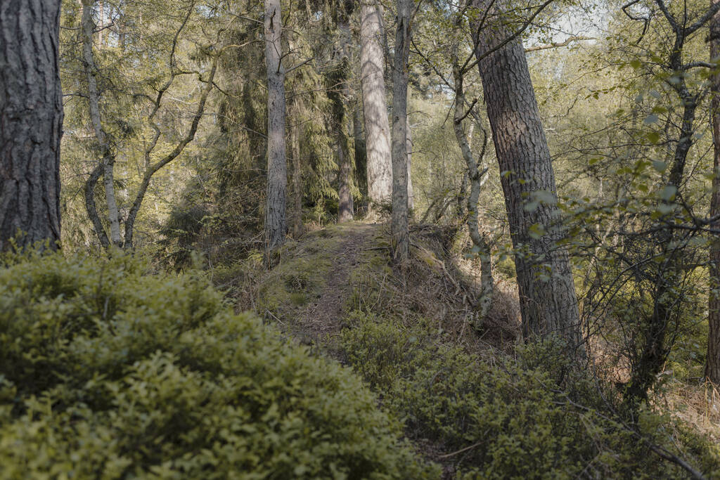 Tod | Bothy in Stirling | Canopy & Stars