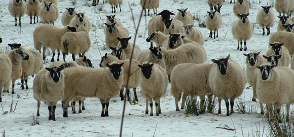 The Cabin | Dyfed | Canopy & Stars