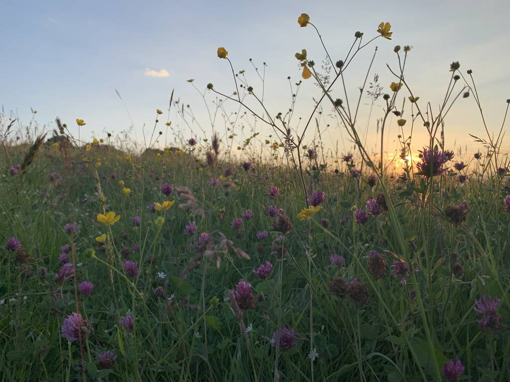 Oak Apple Tree Tent | Pod in Monmouthshire | Canopy & Stars