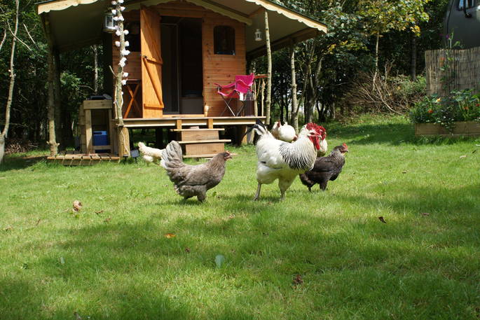 Ffynnon Samson | Pembrokeshire | Canopy & Stars