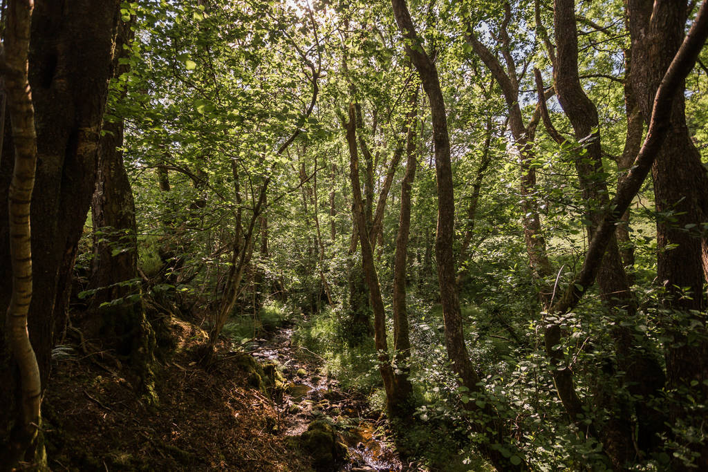 Nyth y Barcud Treehouse | Treehouse in Powys | Canopy & Stars