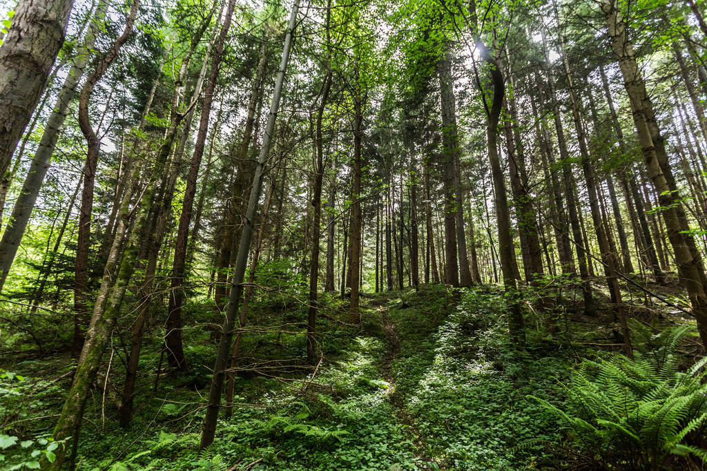 Van Goff | Cabin in Powys | Canopy & Stars