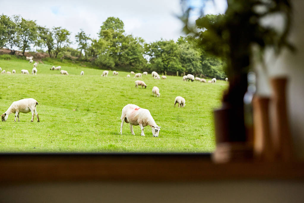 The Warren | Cabin in Powys | Canopy & Stars